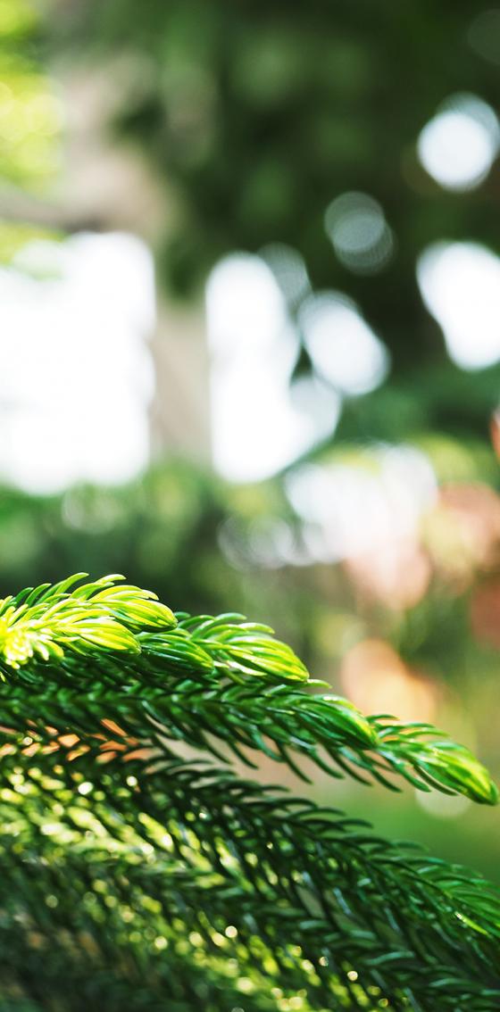 Home » BioBeet KVASS